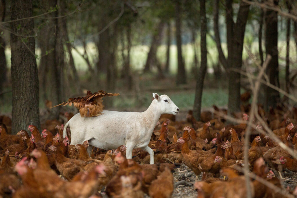 Consumers Hold the Key to Building a Better Meat System