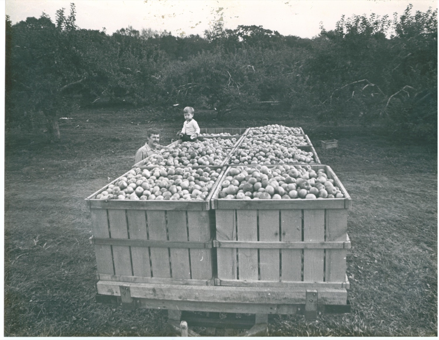 Welcome to Edible Nutmeg - Edible Nutmeg